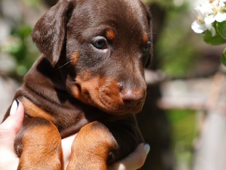 Щенки добермана с документами РКФ