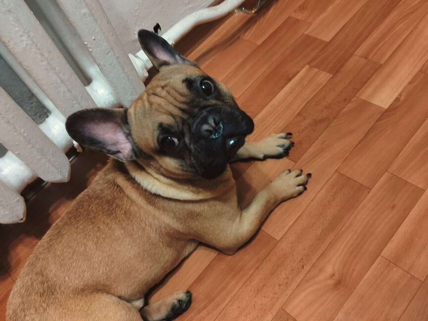 Французский бульдог кабель вязка