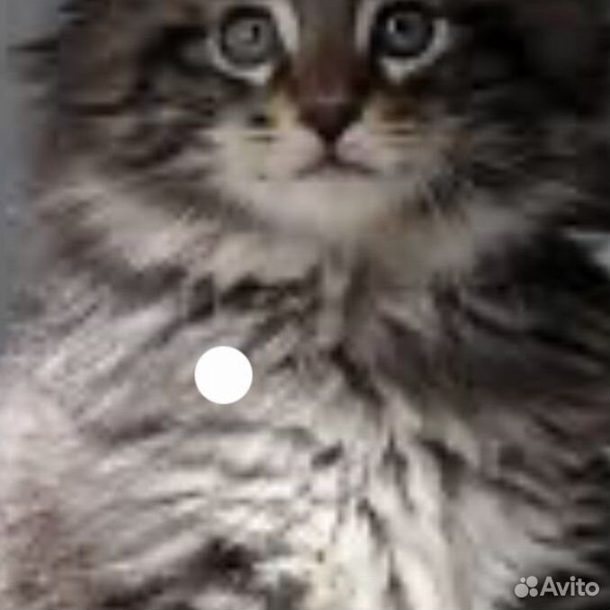 Котята, норвежская лесная