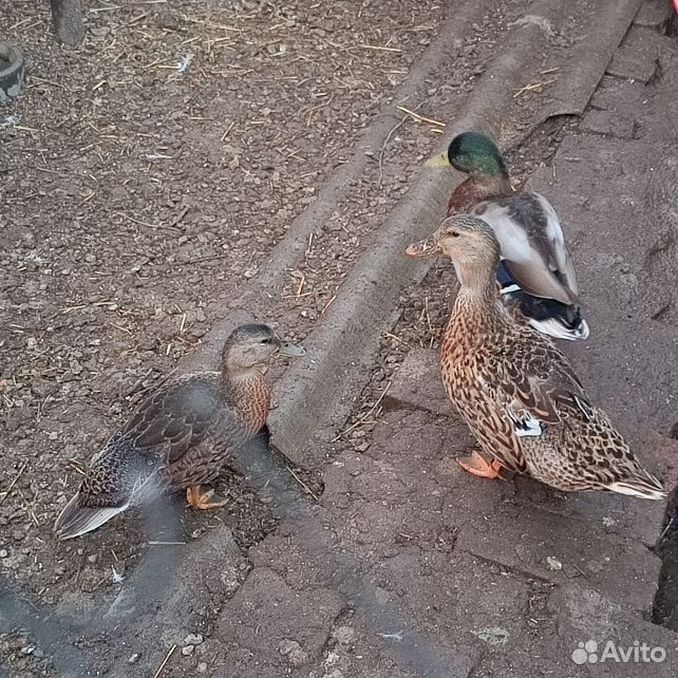 Утки подсадные для охоты