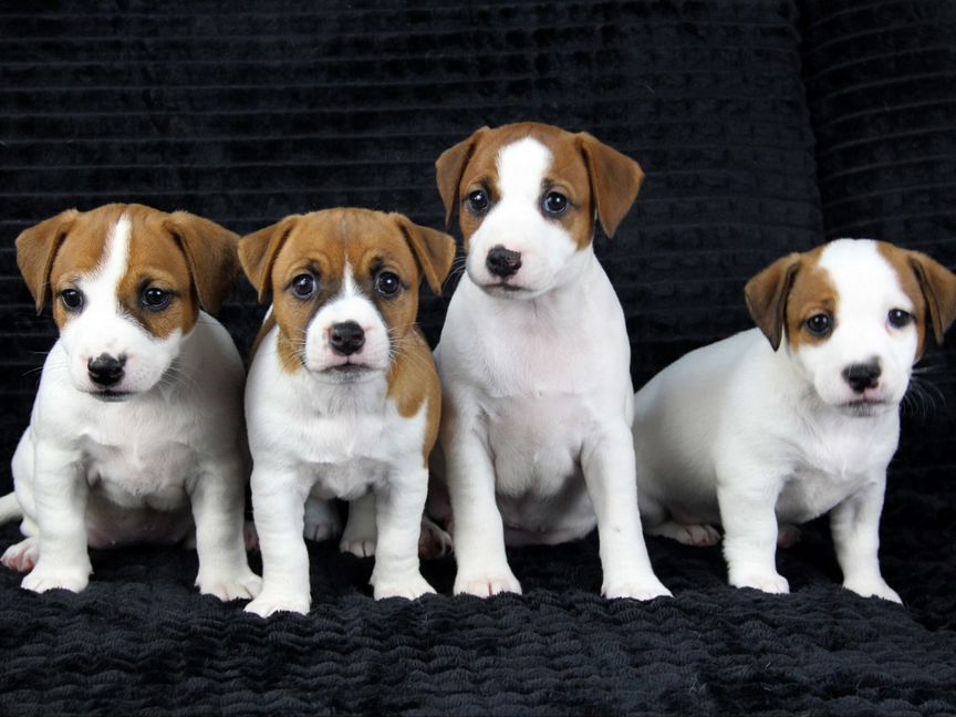 Щеночки Джек Рассел терьер