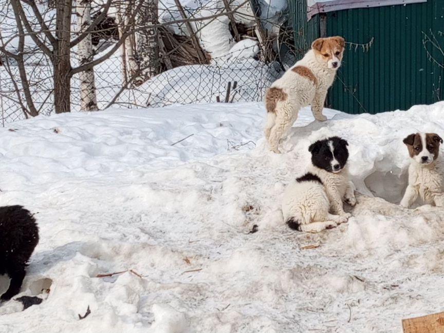 Щенок в добрые руки
