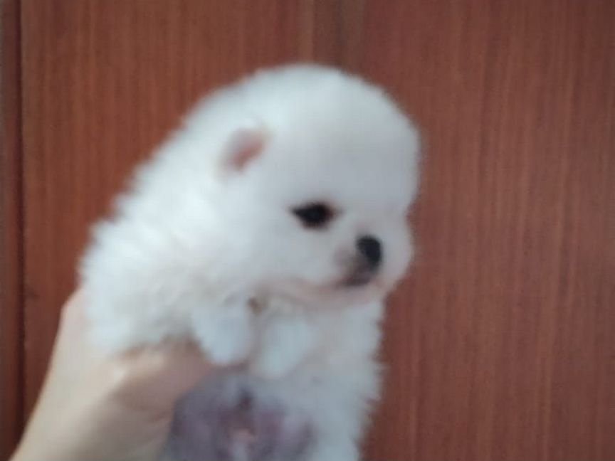 Щенки шпица мишки