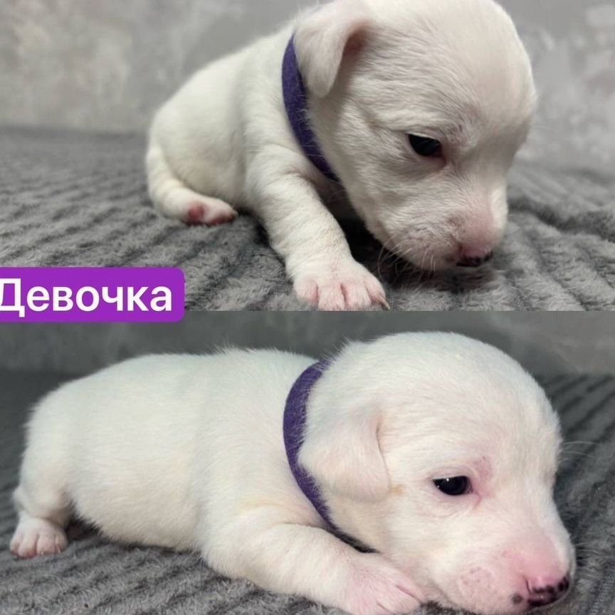 Джек-рассел-терьер, щенок