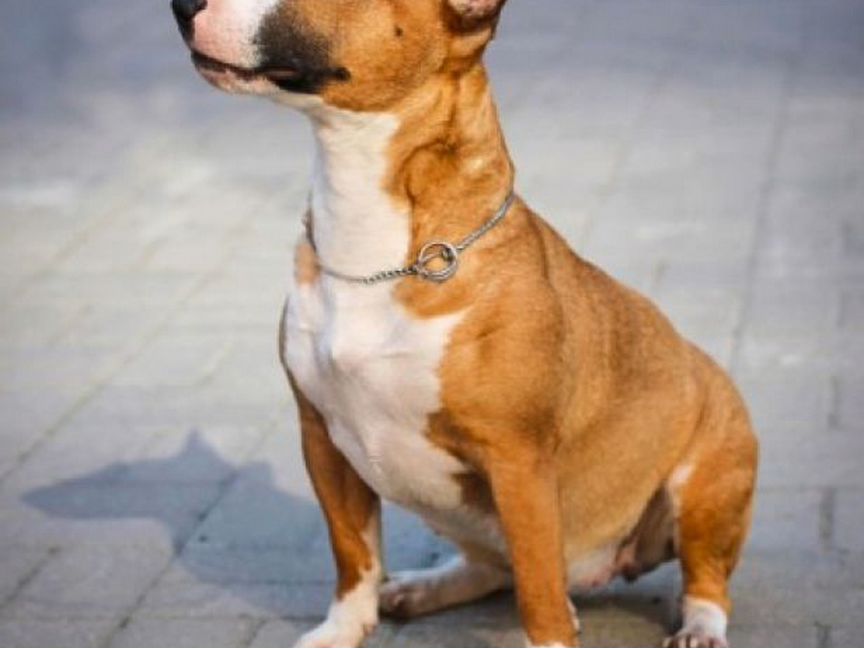 Миниатюрный бультерьер(спрос)