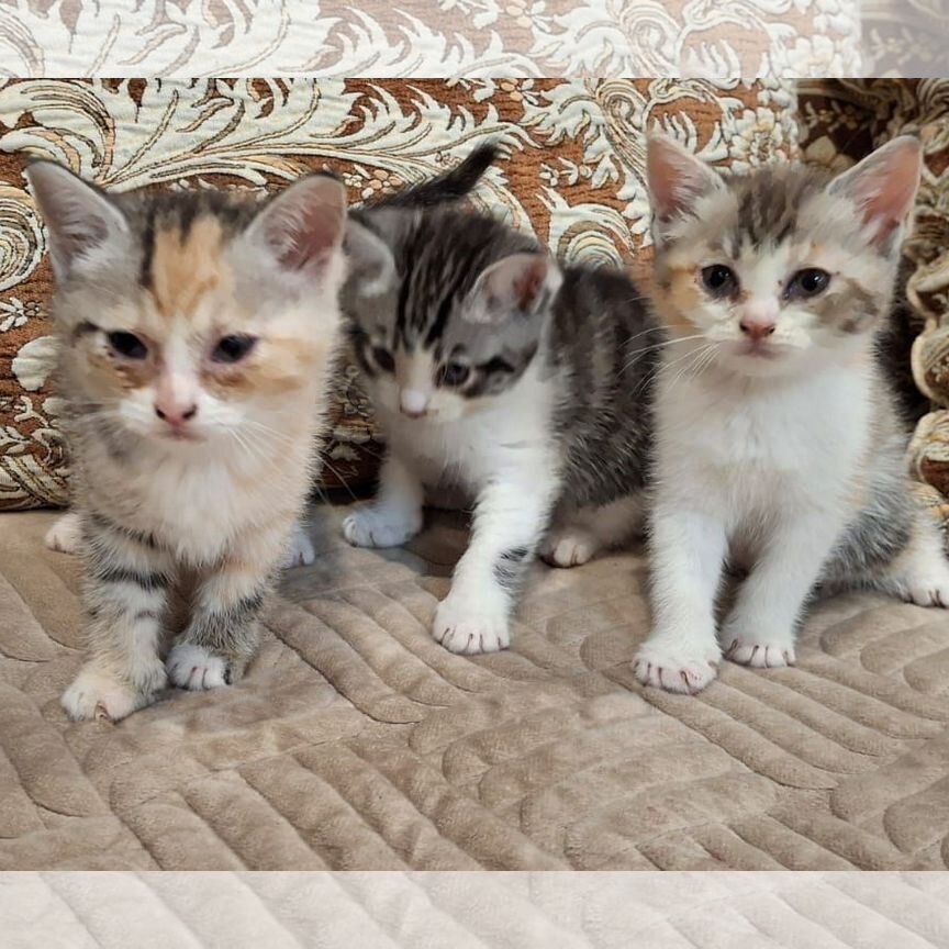 Кошки в добрые руки бесплатно