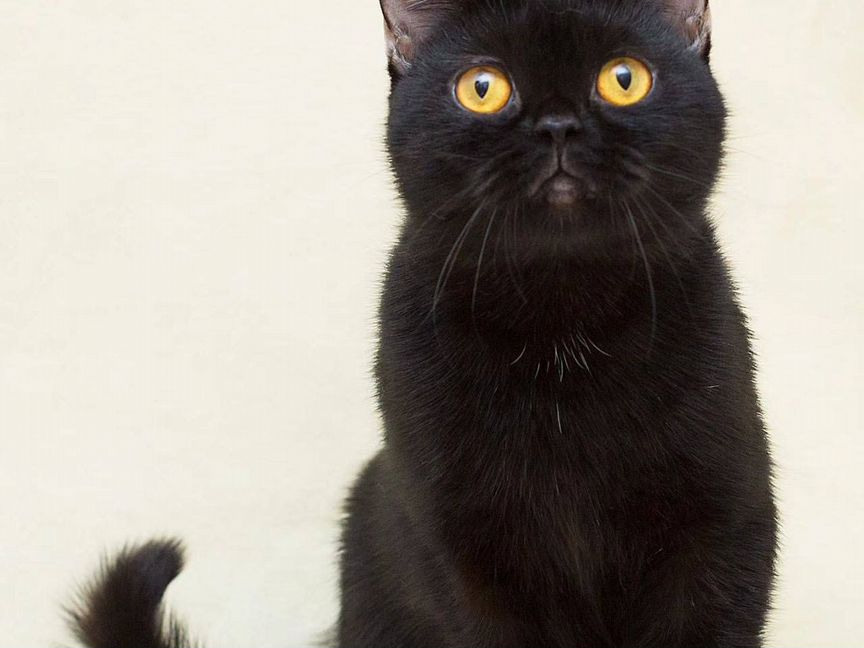 Экзотическая черная кошка