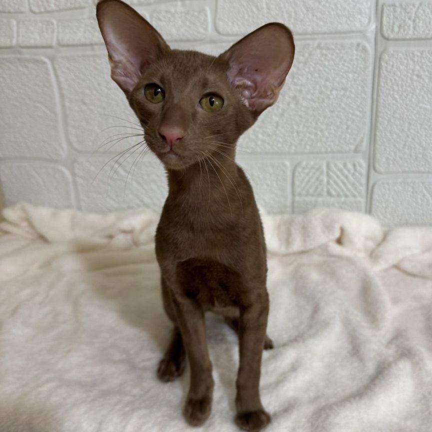 Ориентальный котёнок