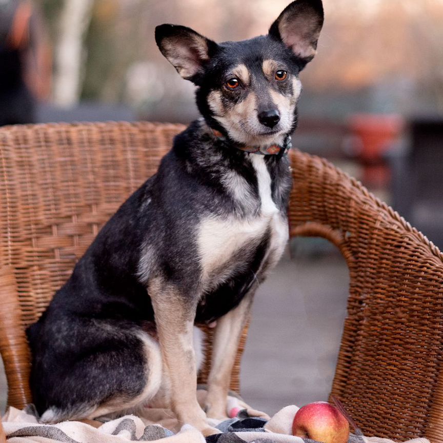 Взрослая собака в добрые руки