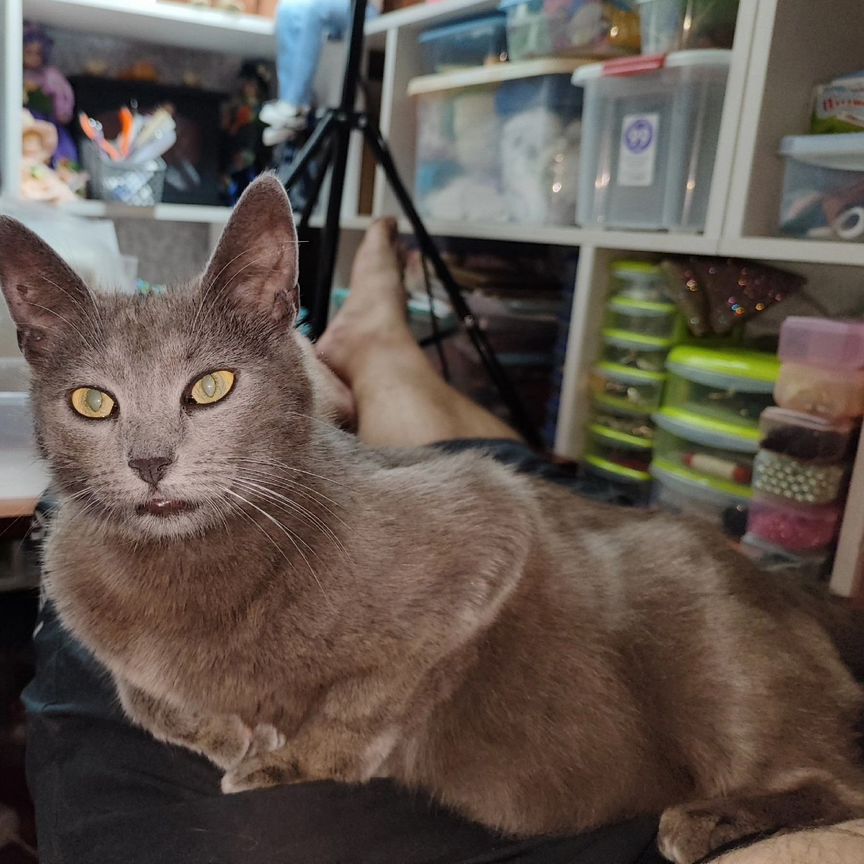 Котята в добрые руки бесплатно