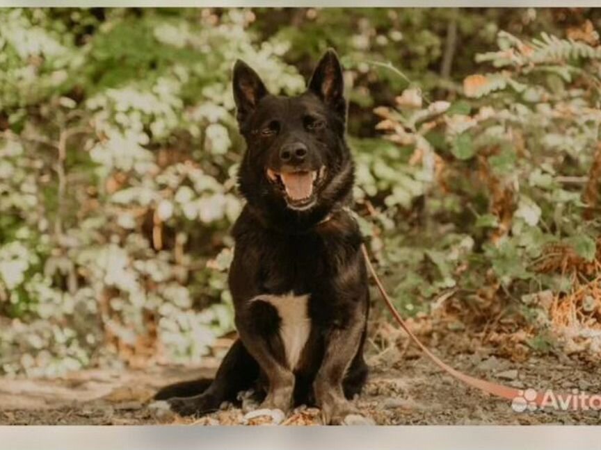 Собака мальчик маленький