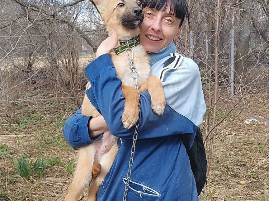 Собаки в добрые руки