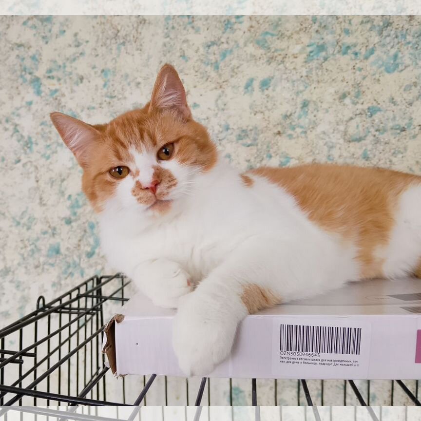 Взрослый кот в добрые руки