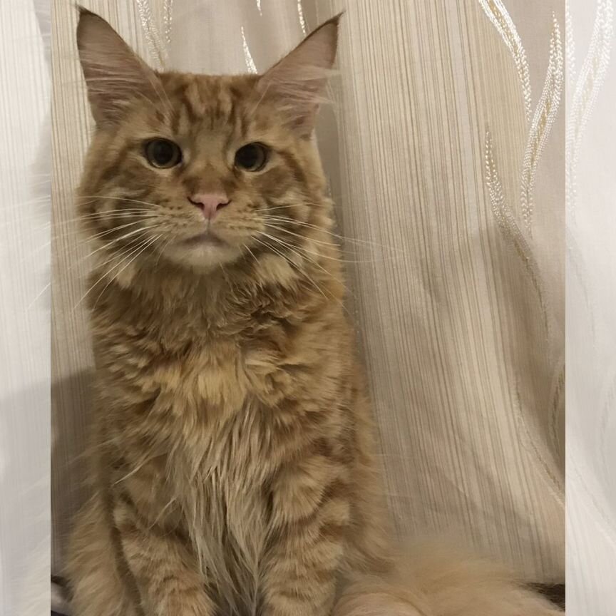 Котик мейн-кун