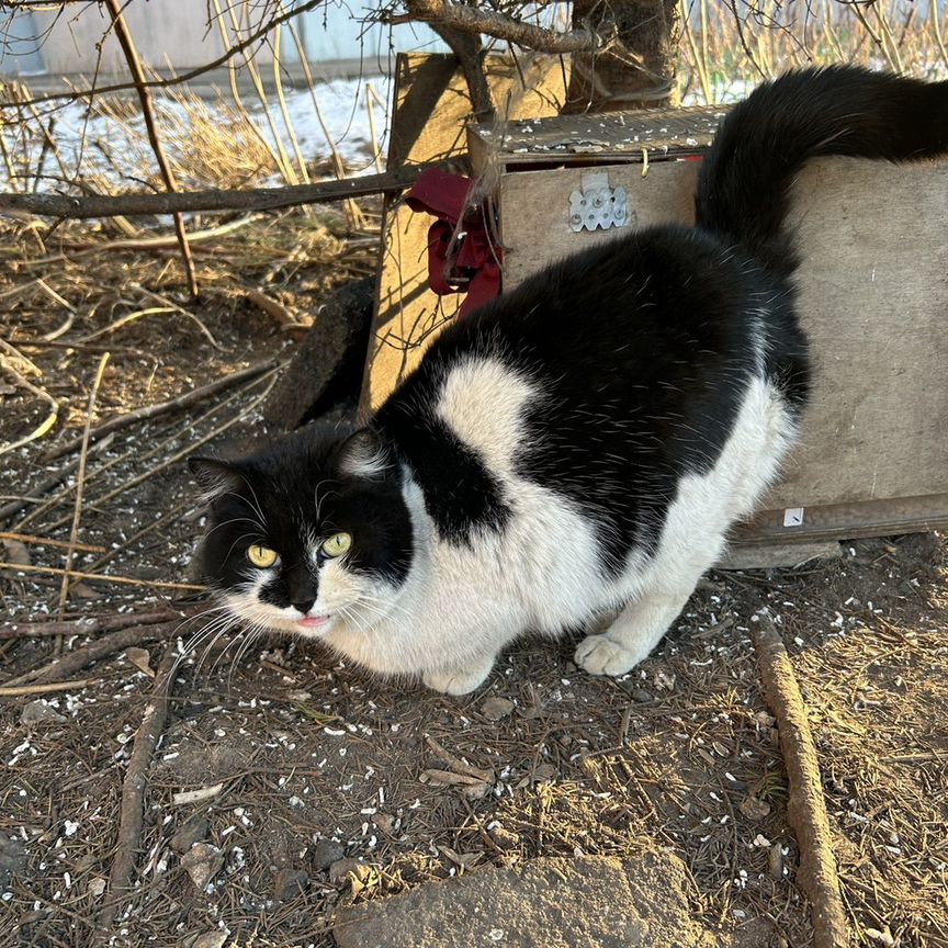 Спасите с улицы кошечку