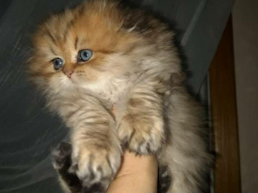 Золотые пушистые котята