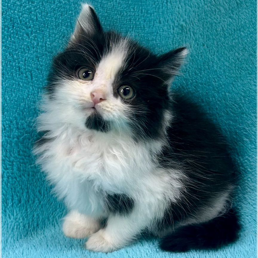 Черно белый котёнок ищет дом