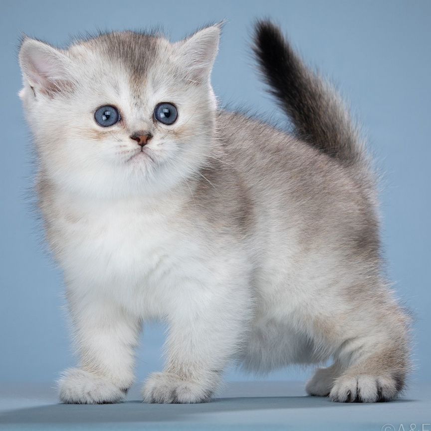 Шотландский прямоухий короткошёрстный котёнок