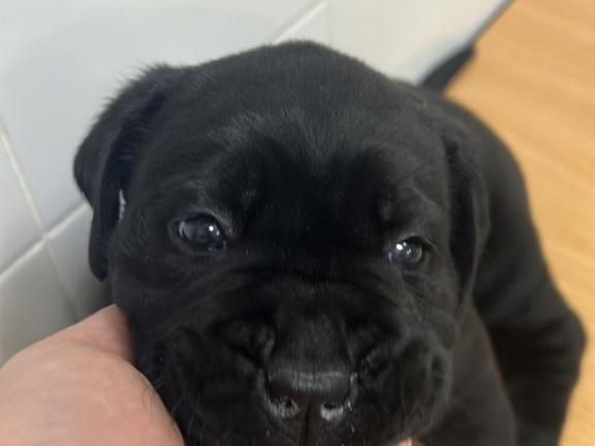 Щенки кане Корсо