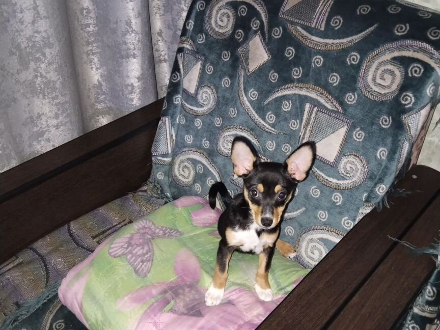 Той-терьер щенки