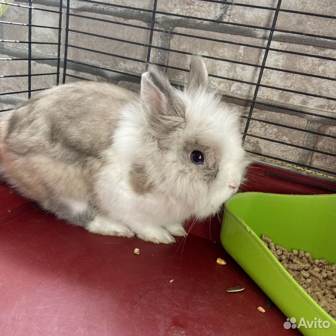 Декоративные кролики в добрые руки