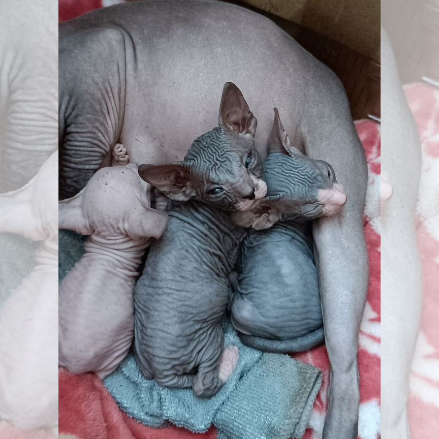 Донской сфинкс котята