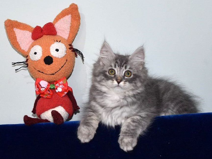 Сибирская кошечка Василиса