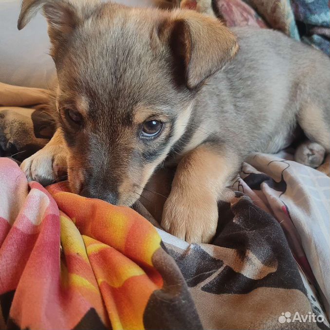 Мелкий дворянин