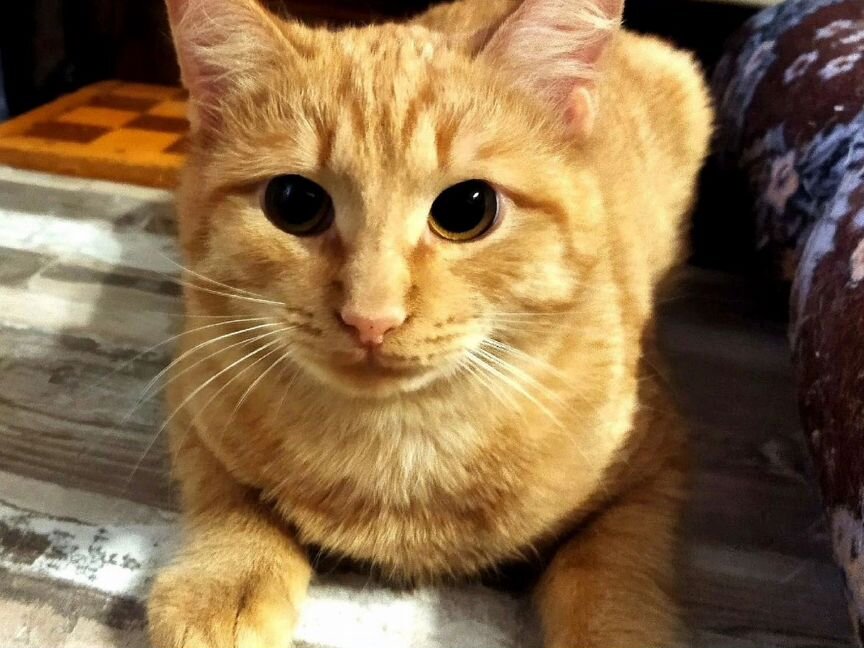 Очаровательный мальчик 8 мес