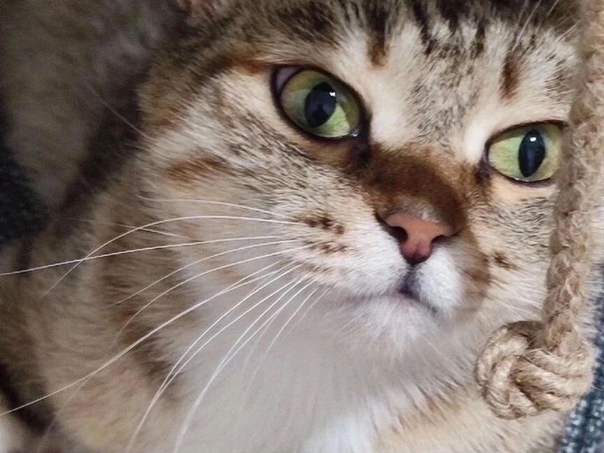 Приютите сироту