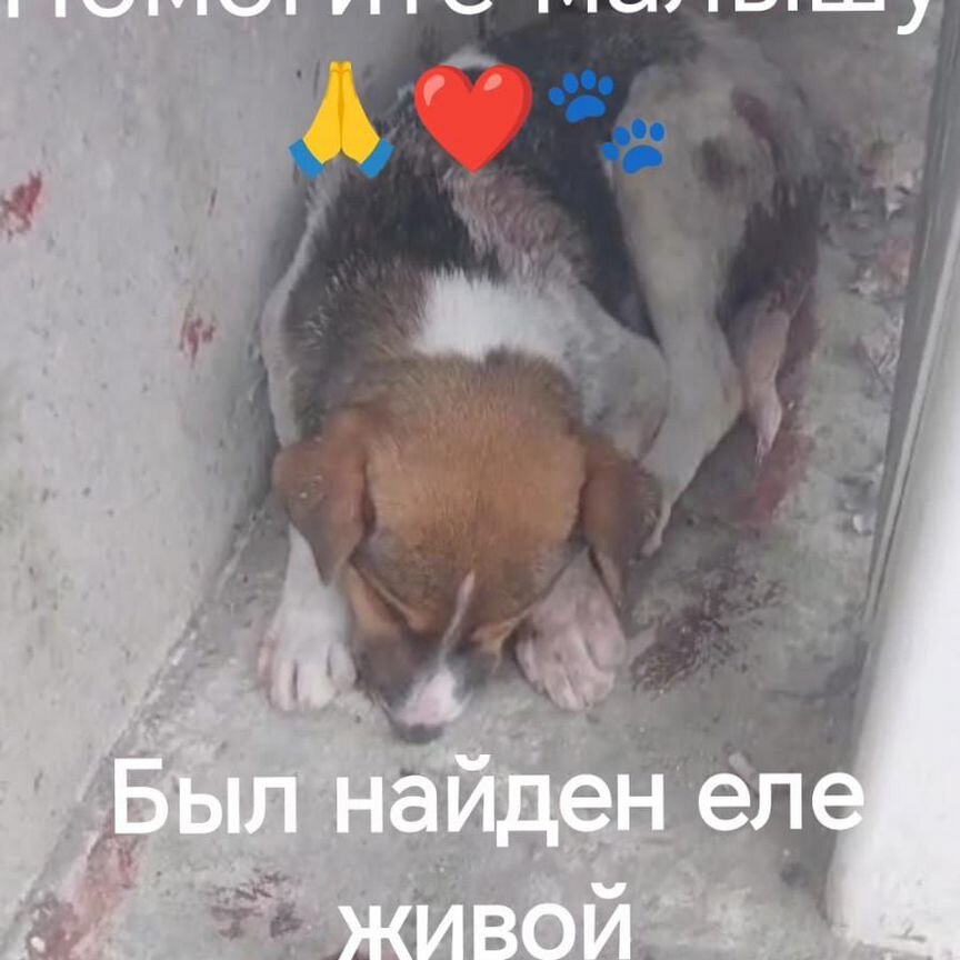 Щенок просит помочь