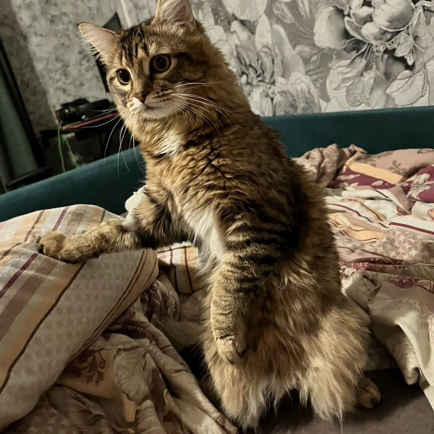 Сибирский, взрослый кот