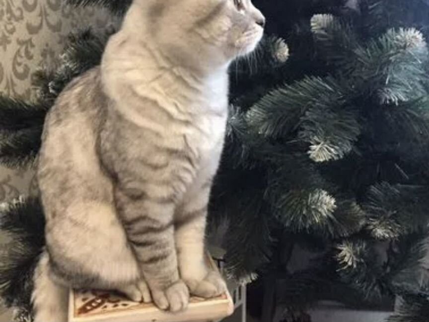 Отдам бесплатно