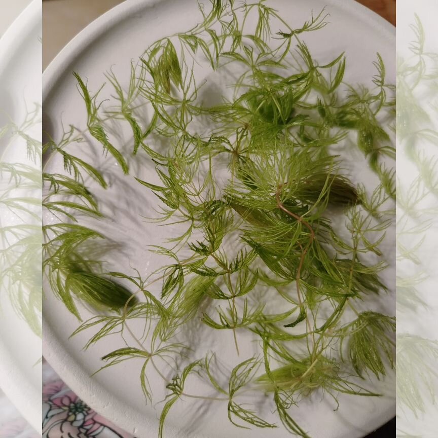 Роголистник в аквариум