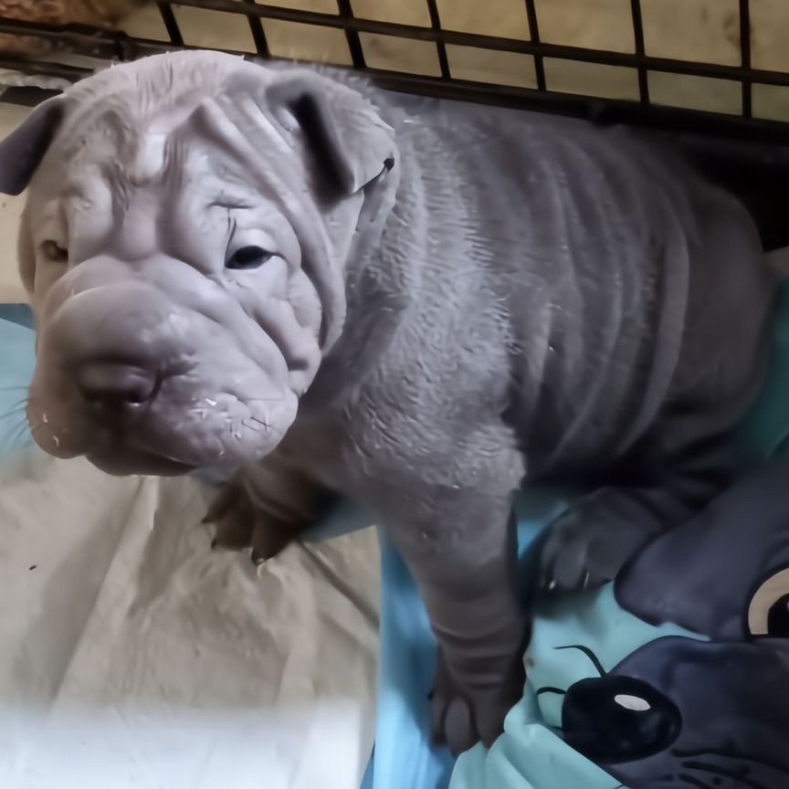 Шарпей, щенок