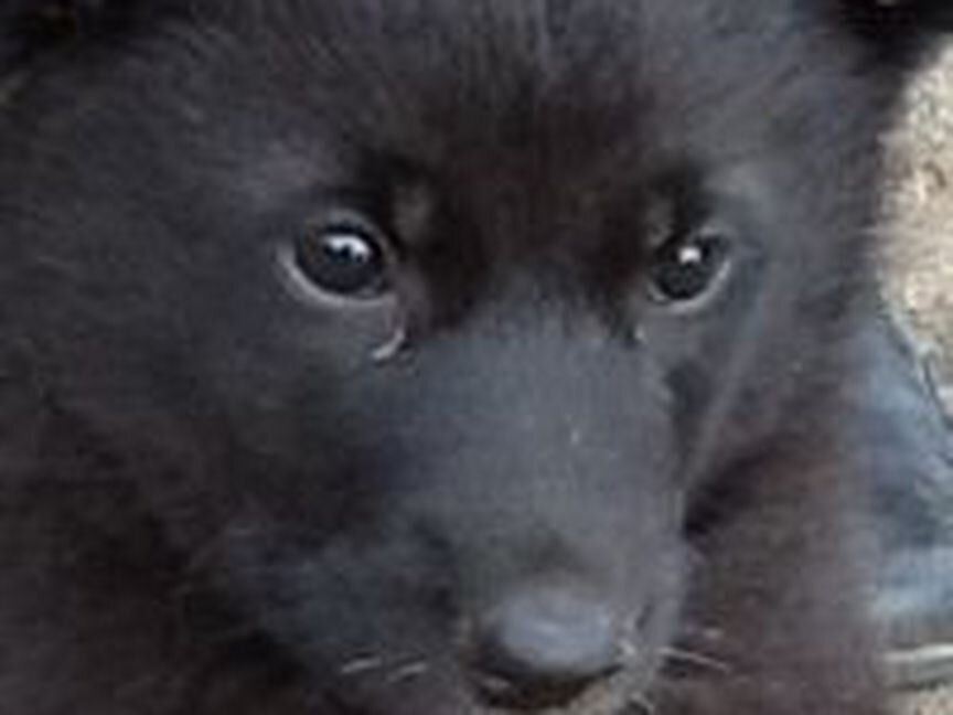 Щенки чистокровных овчарок