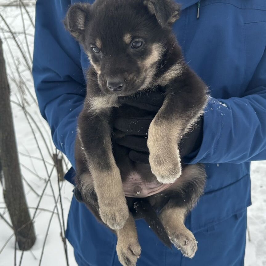 Щенок в добрые руки