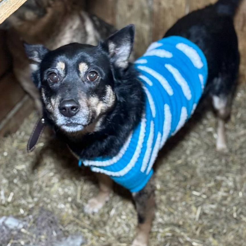 Взрослый пёс в добрые руки