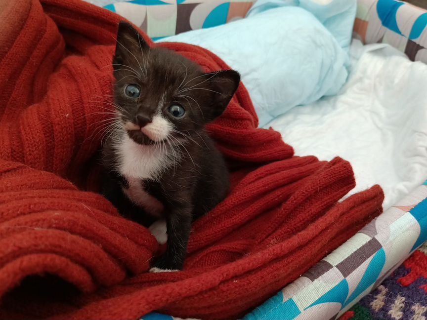 Отдам в добрые руки ласкового котёнка