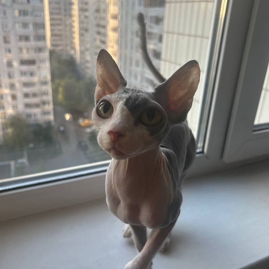 Канадский сфинкс