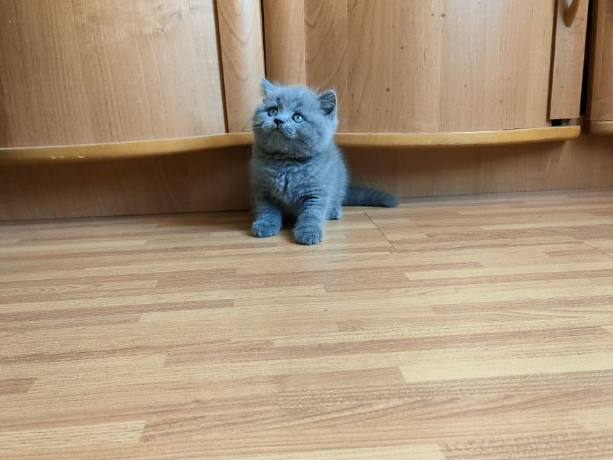 Шотландская