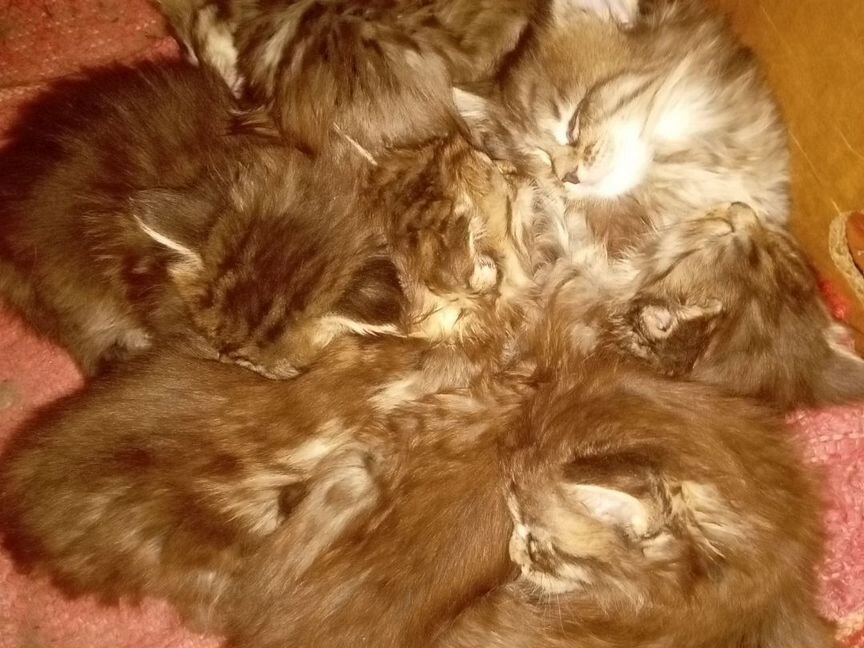 Котята мейн-кун