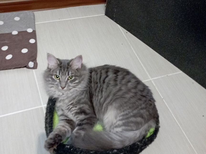 Котёнок в добрые руки, 7 месяцев