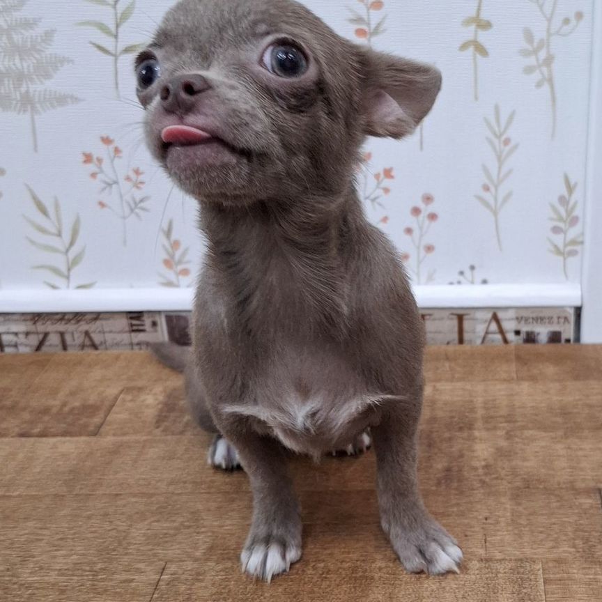 Чихуахуа, щенок