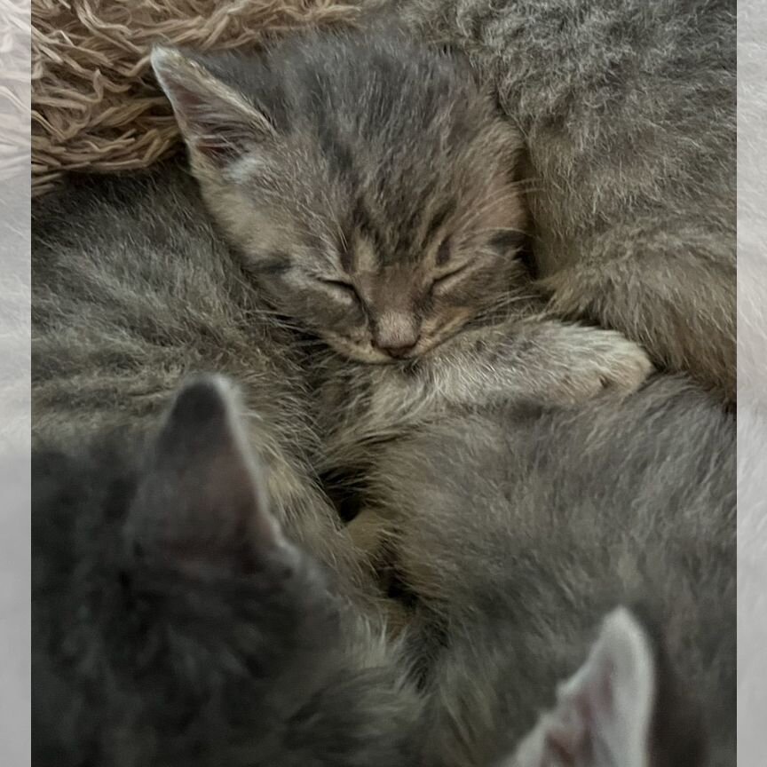 Милые британские котята