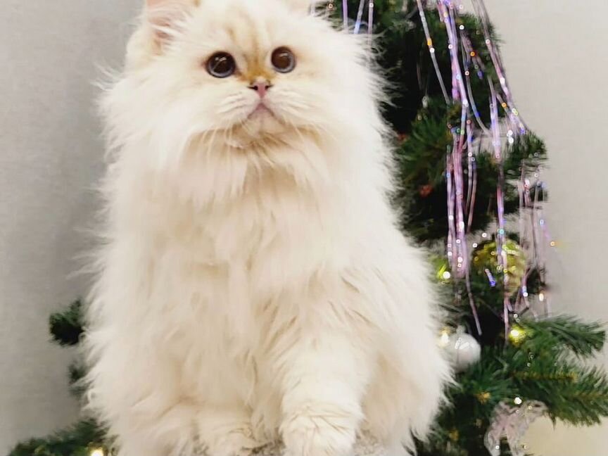 Шикарный белый котик