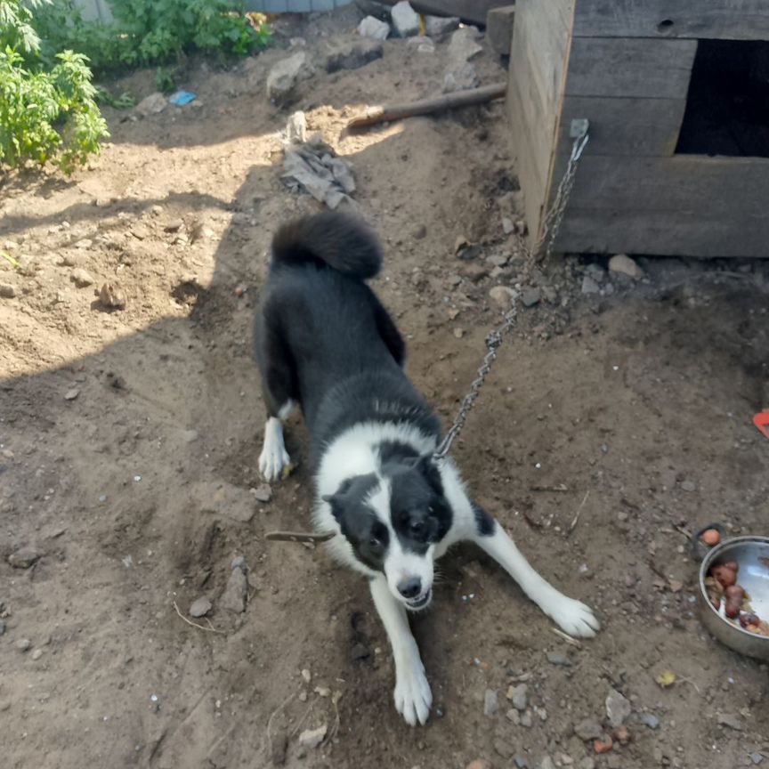 Русско европейская лайка