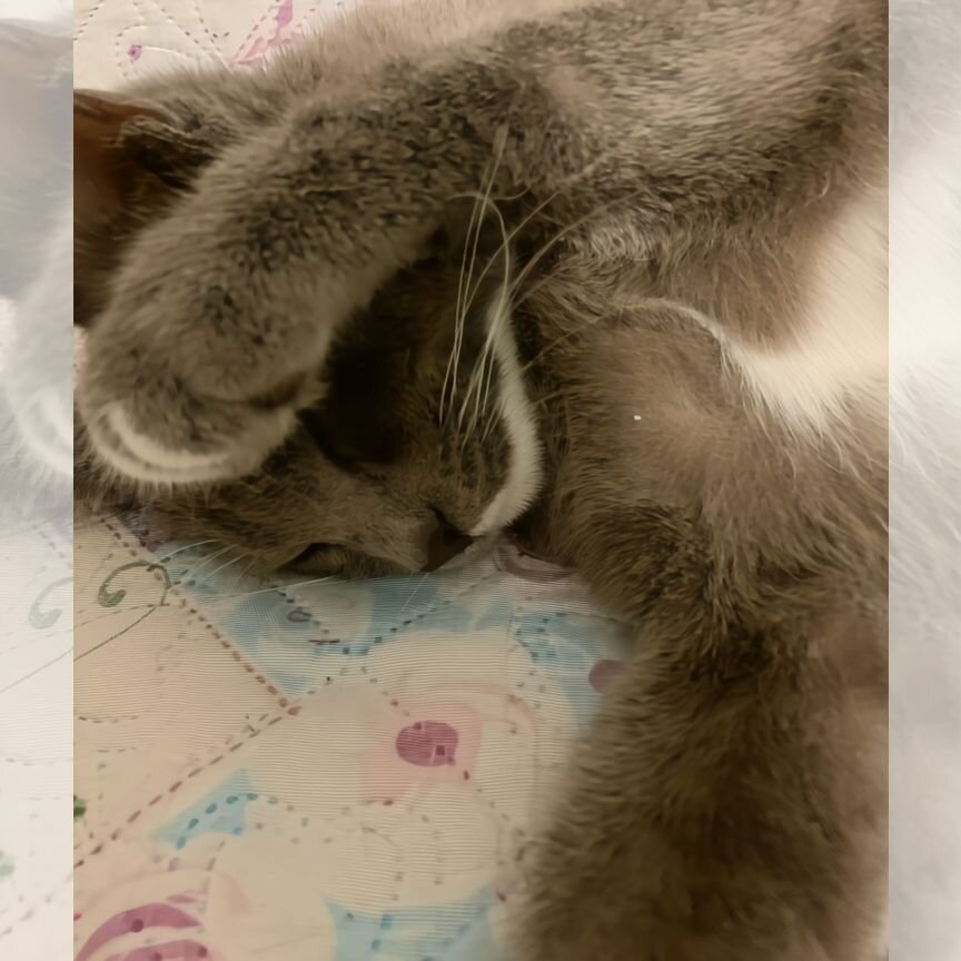 Русская голубая, взрослая кошка