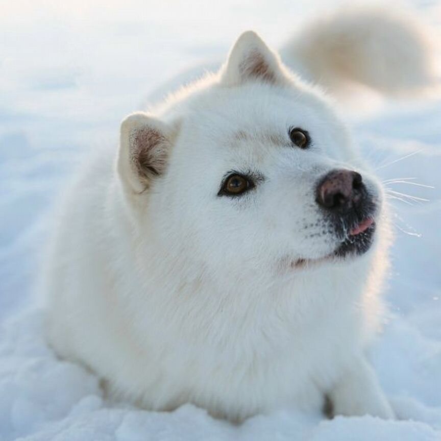 Взрослый пёс от частного владельца