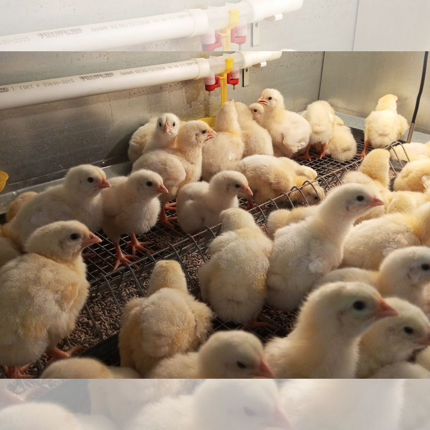 Цыплята бройлеры
